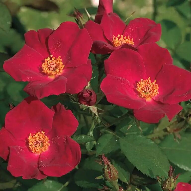 The 17 Toughest Roses That Will Survive Anything - Complete Gardening