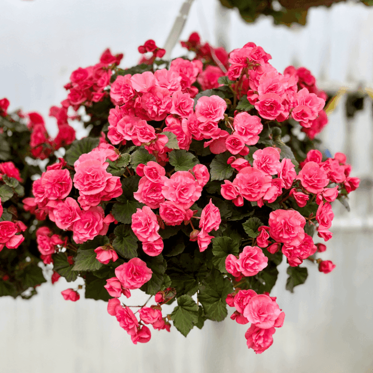 30 Flowers That Bloom All Summer — With Zero Fuss - Complete Gardening