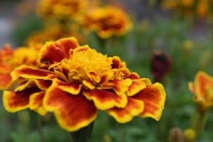 20 Kid-Friendly Plants Perfect for a Playground Garden - Complete Gardening