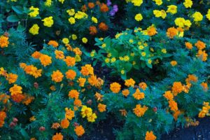 20 Kid-Friendly Plants Perfect for a Playground Garden - Complete Gardening