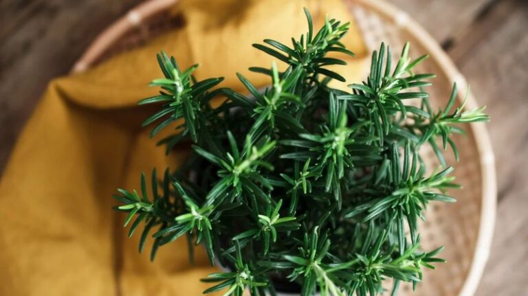 Grow Your Own Aromatherapy Garden: 17 Plants Proven to Boost Your Mood ...