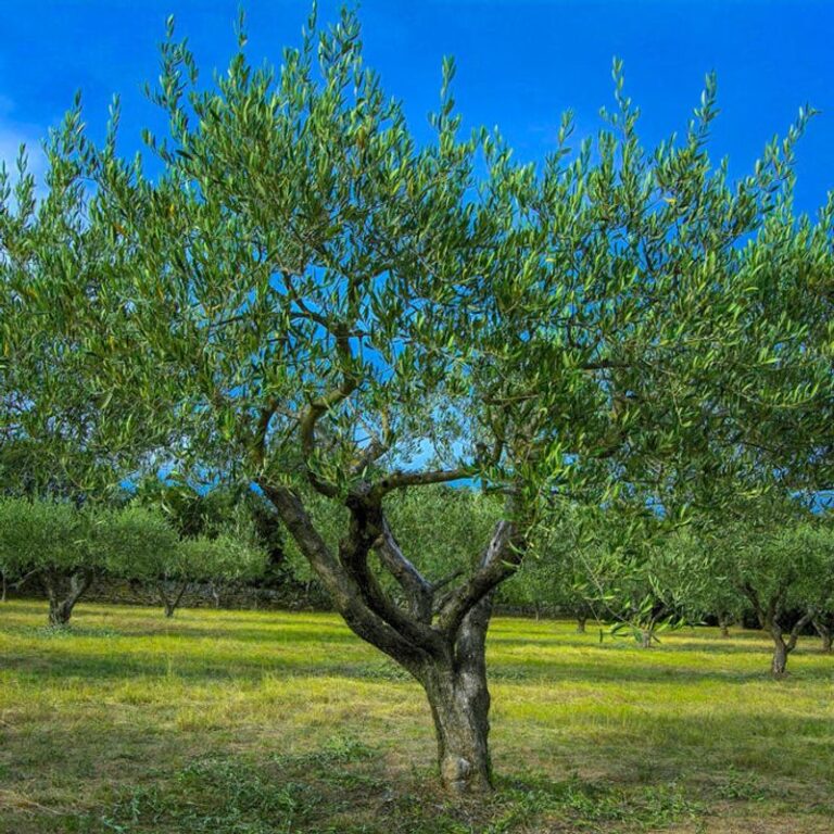 This Fast Fruiting Trend Is Exploding - 23 Trees That Don't Wait ...