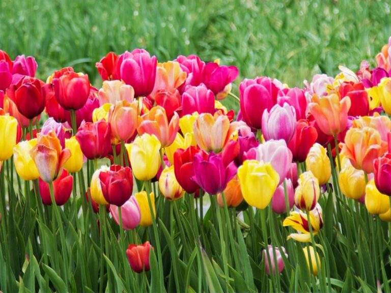 36 Flower Meanings and What Each Bloom Symbolizes - Complete Gardening