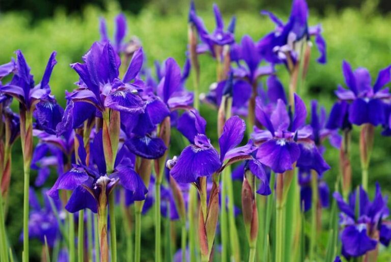 15 Flowers That Symbolize Hope and Optimism - Complete Gardening