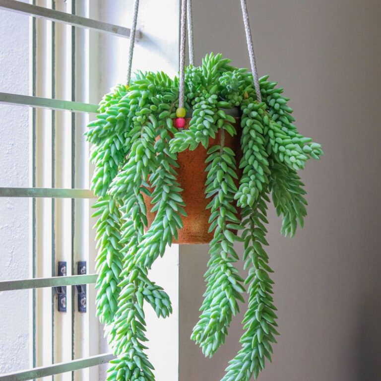 25 Hanging Houseplants That’ll Instantly Bring Your Space to Life ...