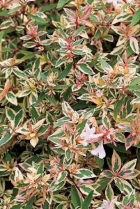 16 Stunning Abelia Varieties That’ll Add Color to Your Yard for Months ...