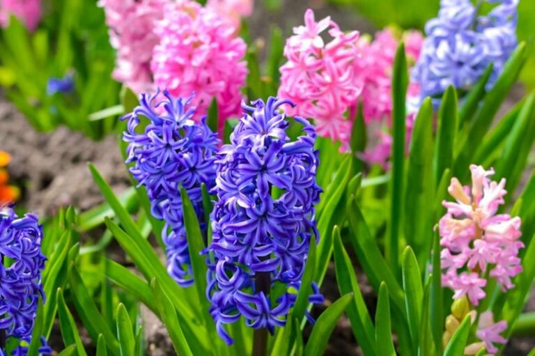 15 Flowers That Symbolize Hope and Optimism - Complete Gardening