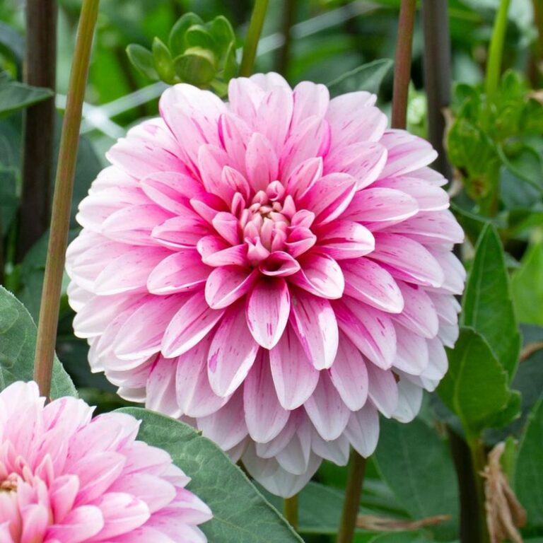 16 Blush Pink Flowers That Transform Any Garden Into a Romantic ...