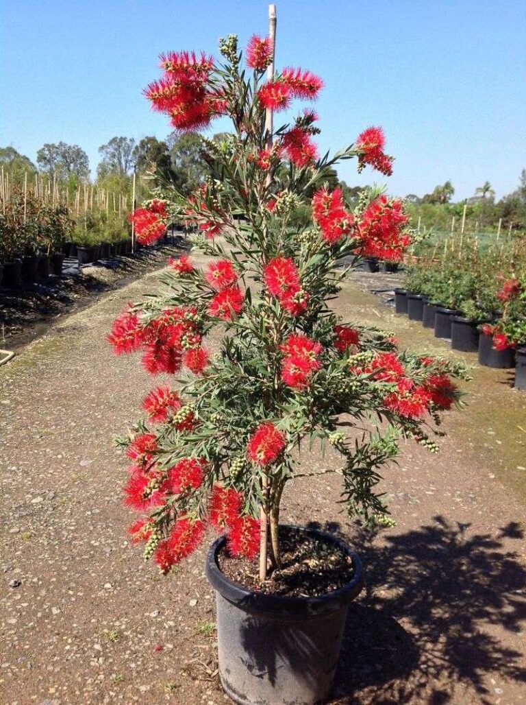 16 Trees You Can Grow in Pots—Perfect for Tiny Patios or Balconies ...