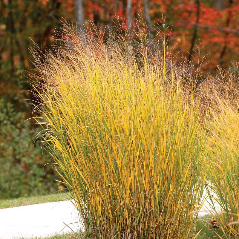 10 Invasive Ornamental Grasses To Avoid (And 10 That Behave Beautifully ...