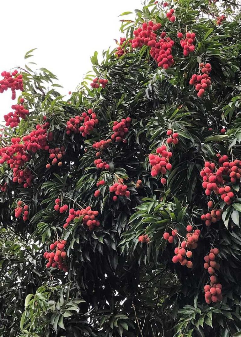 This Fast Fruiting Trend Is Exploding - 23 Trees That Don't Wait ...