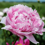 15 Flowers That Symbolize Hope and Optimism - Complete Gardening