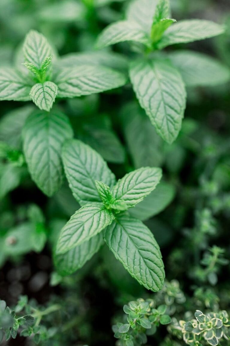 These Plants Repel Cats, Dogs, and Deer—Naturally, No Fence Needed ...