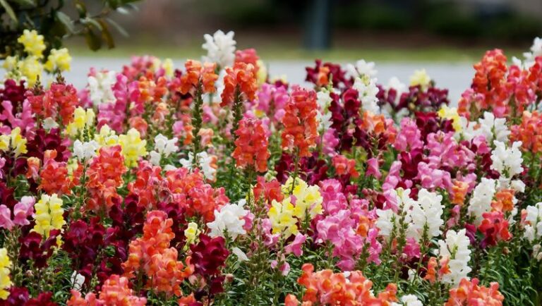 20 Kid-Friendly Plants Perfect for a Playground Garden - Complete Gardening