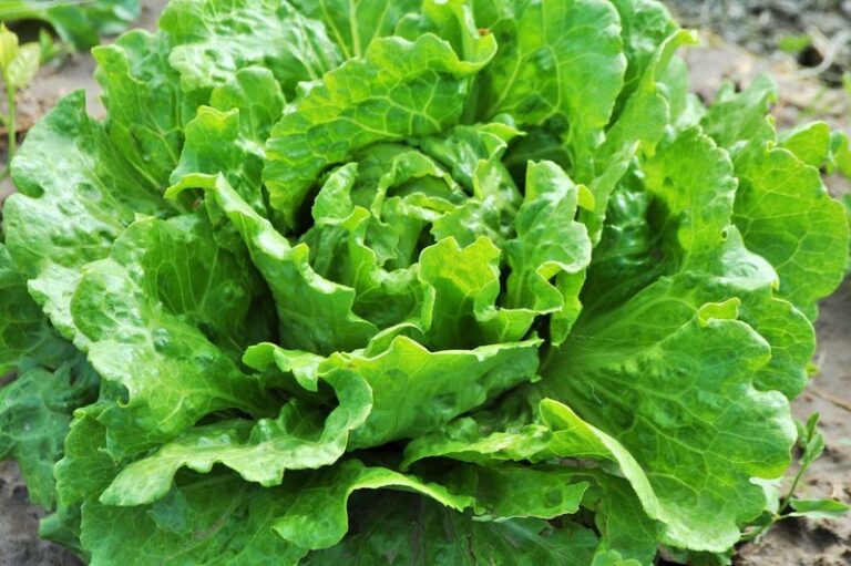 Grow It Fast: 17 Leaf Lettuce Varieties That Thrive with Minimal Effort ...