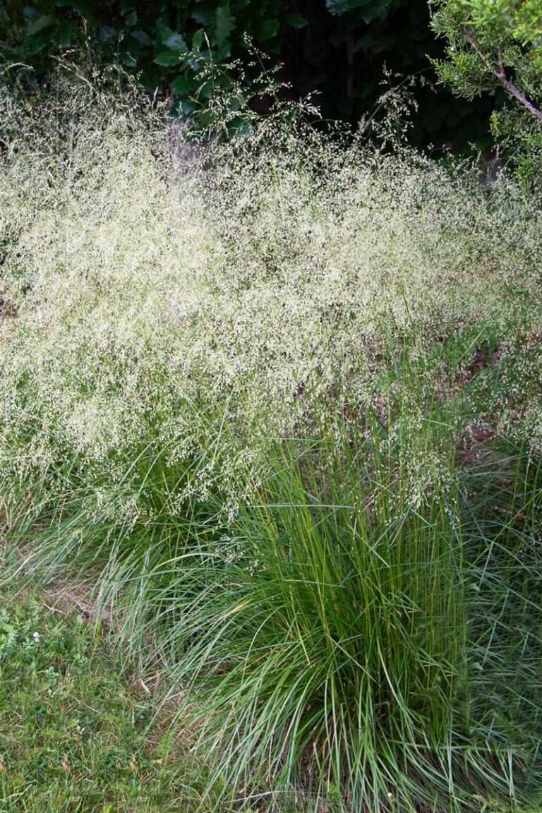 10 Invasive Ornamental Grasses To Avoid (And 10 That Behave Beautifully ...