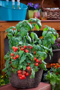 16 Dwarf Tomato Varieties That Thrive In Pots When Started Indoors (And ...