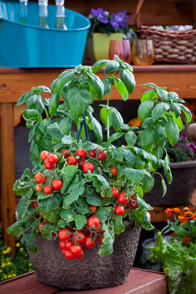 16 Dwarf Tomato Varieties That Thrive In Pots When Started Indoors (And ...