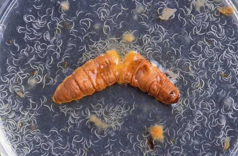 June Bug Invasion? These 17 Non-Toxic Tricks Actually Work - Complete ...