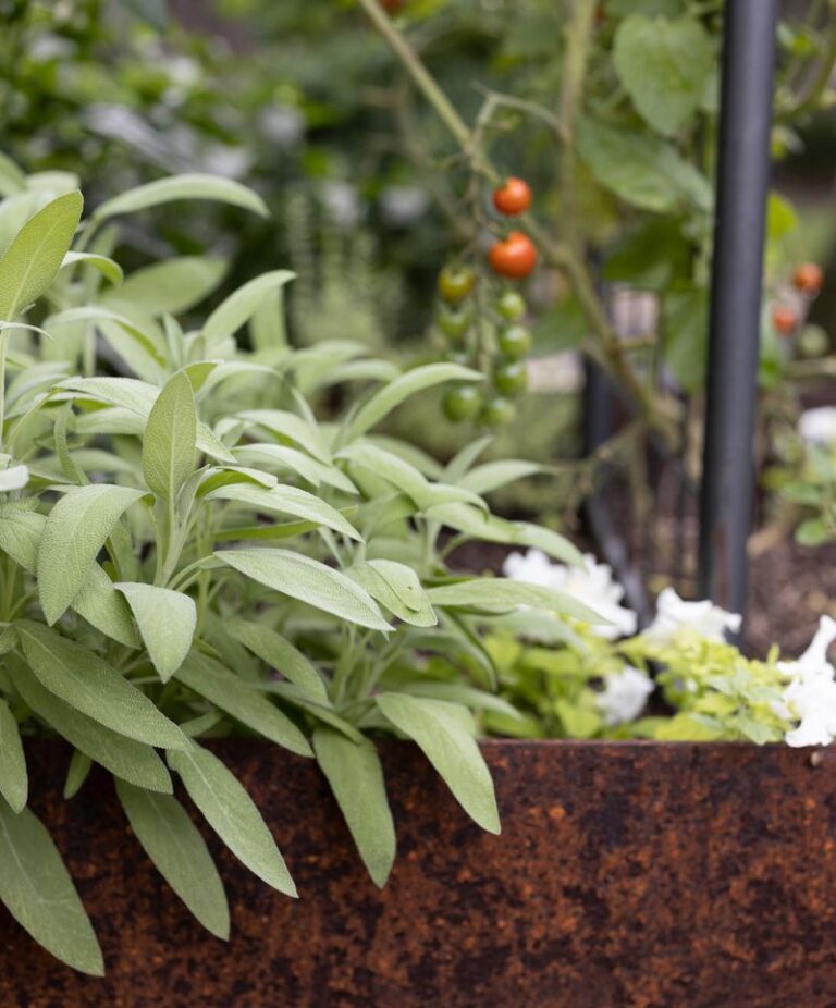 These Plants Repel Cats, Dogs, and Deer—Naturally, No Fence Needed ...