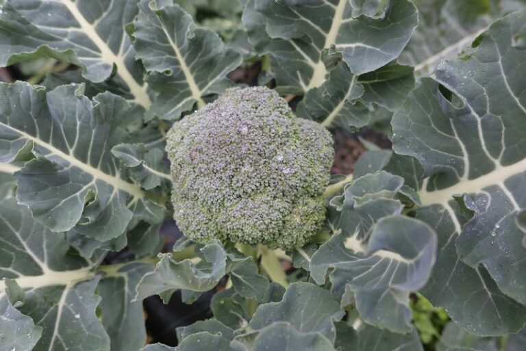 17 Broccoli Growing Mistakes That Kill Your Harvest — Plus 9 Secrets ...