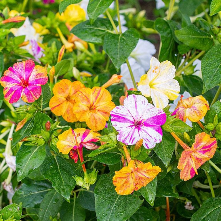 20 Rapid-Blooming Flowers to Plant Before It's Too Late - Complete ...