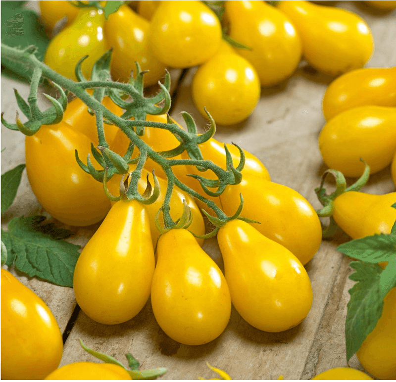 11 Tomato Varieties To Plant in June That Will Blow Your Taste Buds ...