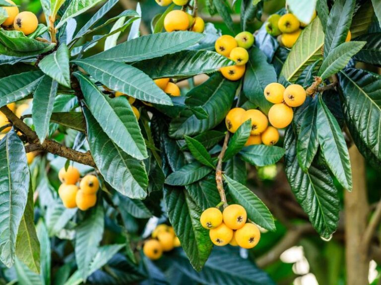 This Fast Fruiting Trend Is Exploding - 23 Trees That Don't Wait ...