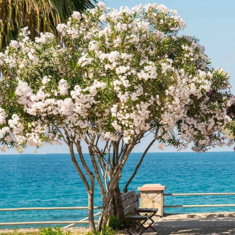 18 Beautiful Flowers and Trees That Define Persian Garden Design ...