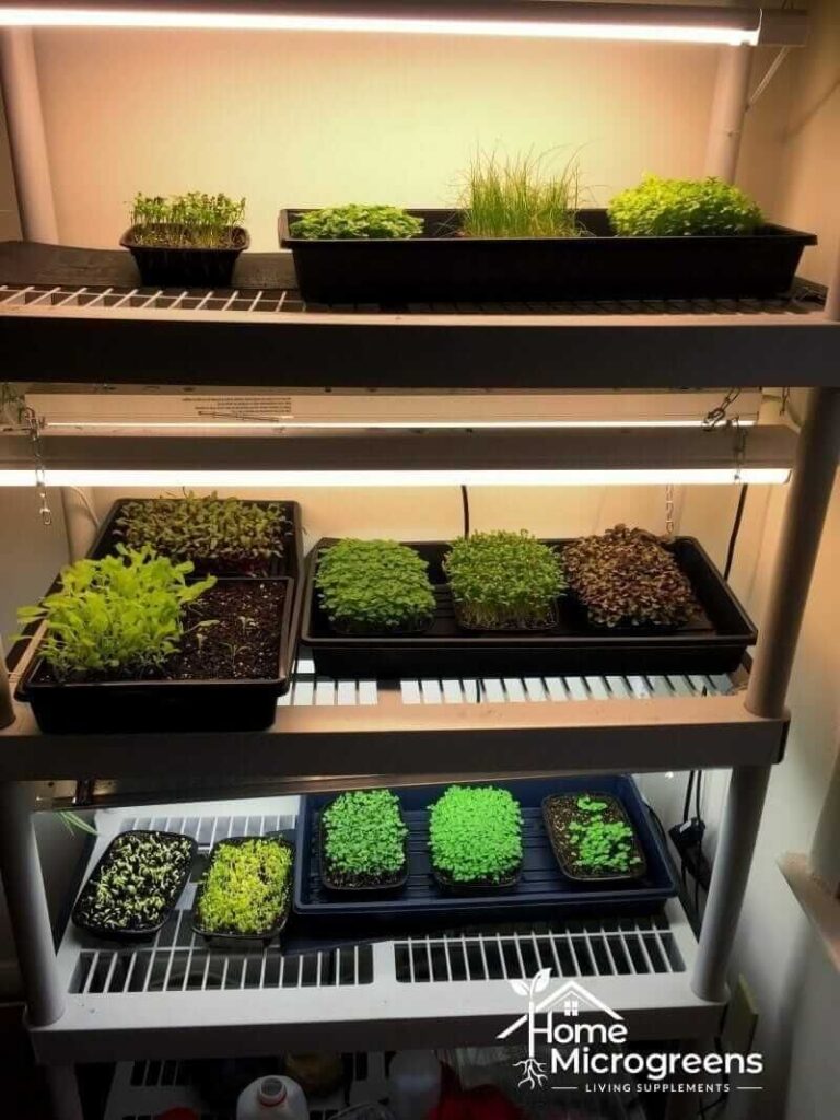 25 Plants That Thrive in Basements (Even Without Windows) - Complete ...