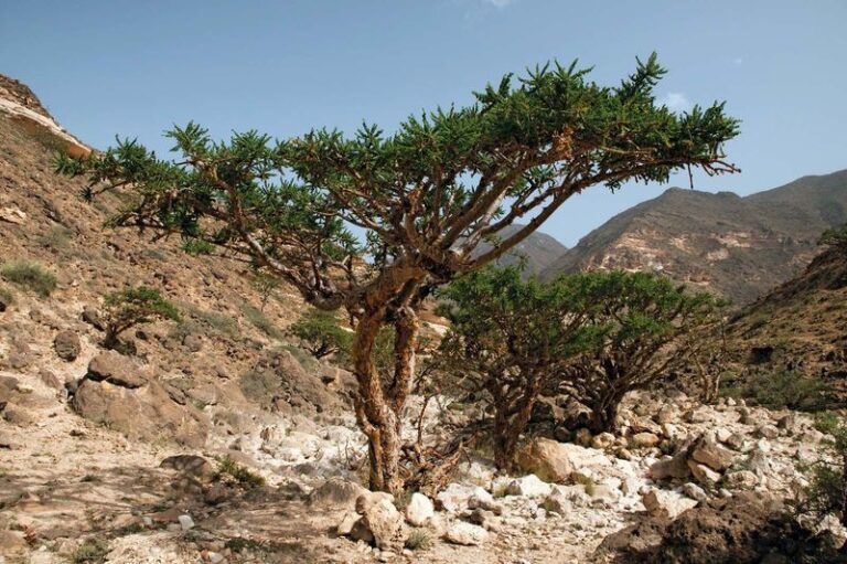 20 Biblical Plants That Create a Christian Meditation Garden - Complete ...