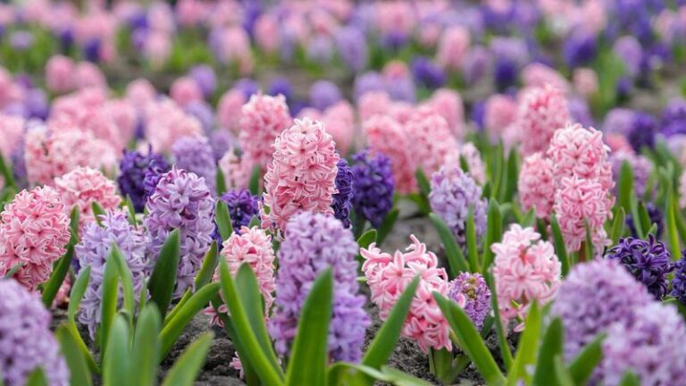 18 Beautiful Flowers and Trees That Define Persian Garden Design ...