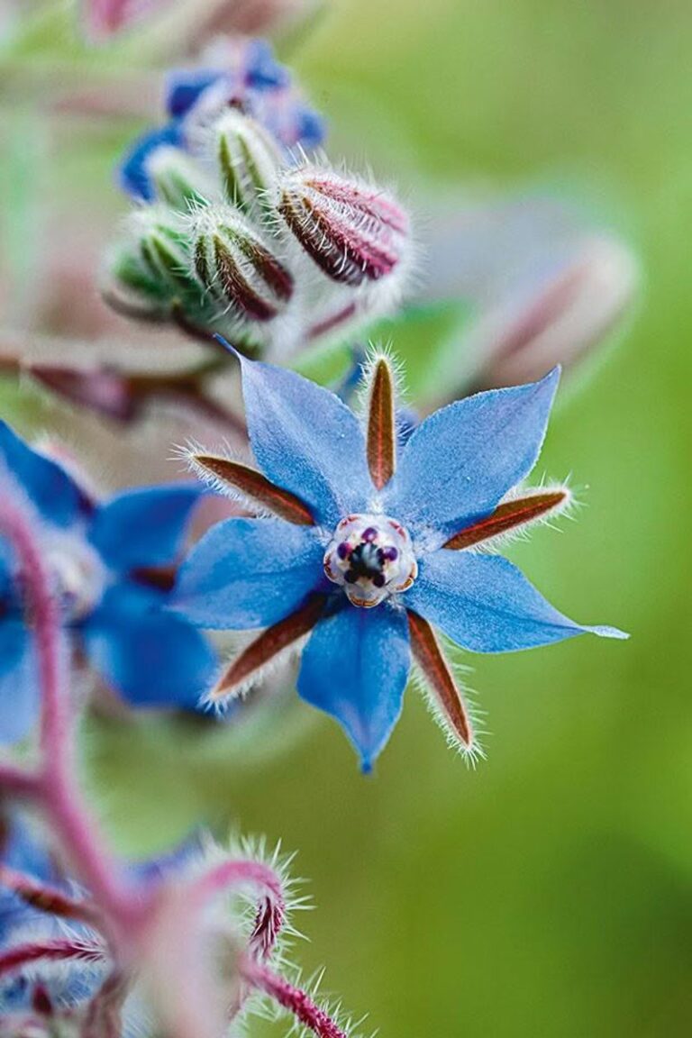 20 Edible Flowers and Herbs That Make Stunning Food Garnishes ...
