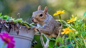 The 15 Unexpected Benefits Of Squirrels In Your Yard (And How To ...