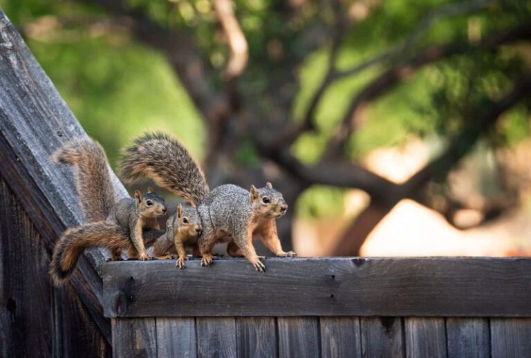 The 15 Unexpected Benefits Of Squirrels In Your Yard (And How To ...