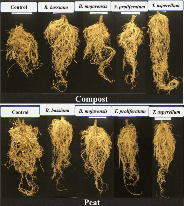 17 Organic Ways to Kill Root-Knot Nematodes Without Chemicals ...