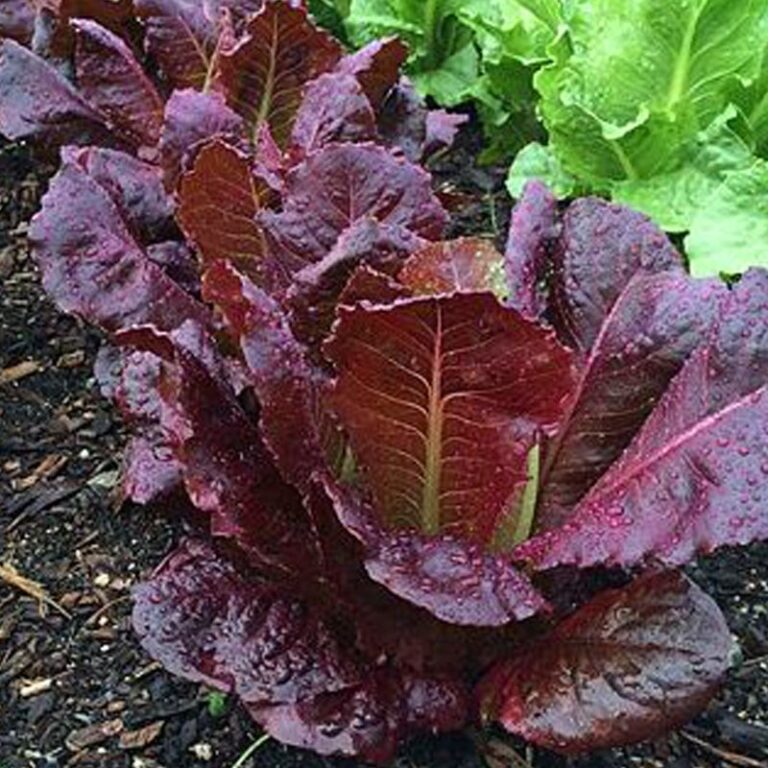 Grow It Fast: 17 Leaf Lettuce Varieties That Thrive with Minimal Effort ...