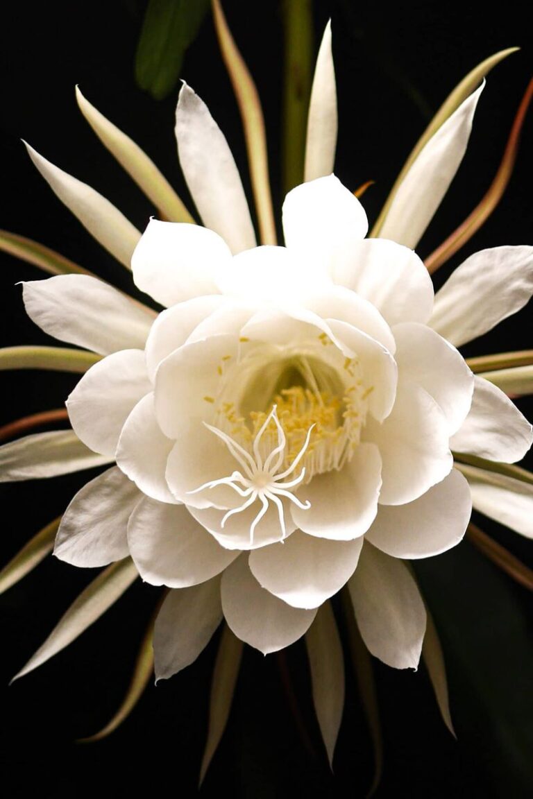 15 Native Night Bloomers That Turn Your Yard Into a Firefly Paradise ...