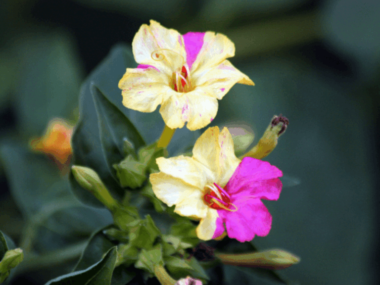 15 Native Night Bloomers That Turn Your Yard Into a Firefly Paradise ...