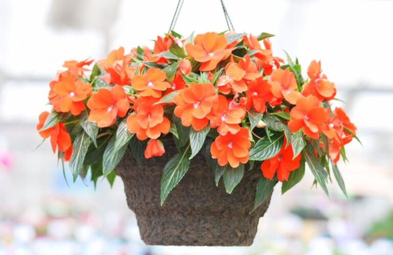 You've Been Growing 16 Container Impatiens Wrong - Here's the Real Way ...