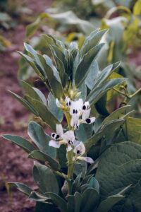16 Cover Crops to Recharge Your Garden Soil - Complete Gardening