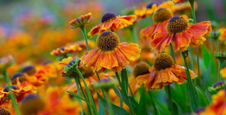 25 Show-Stopping Orange Blooms for Your Garden - Complete Gardening