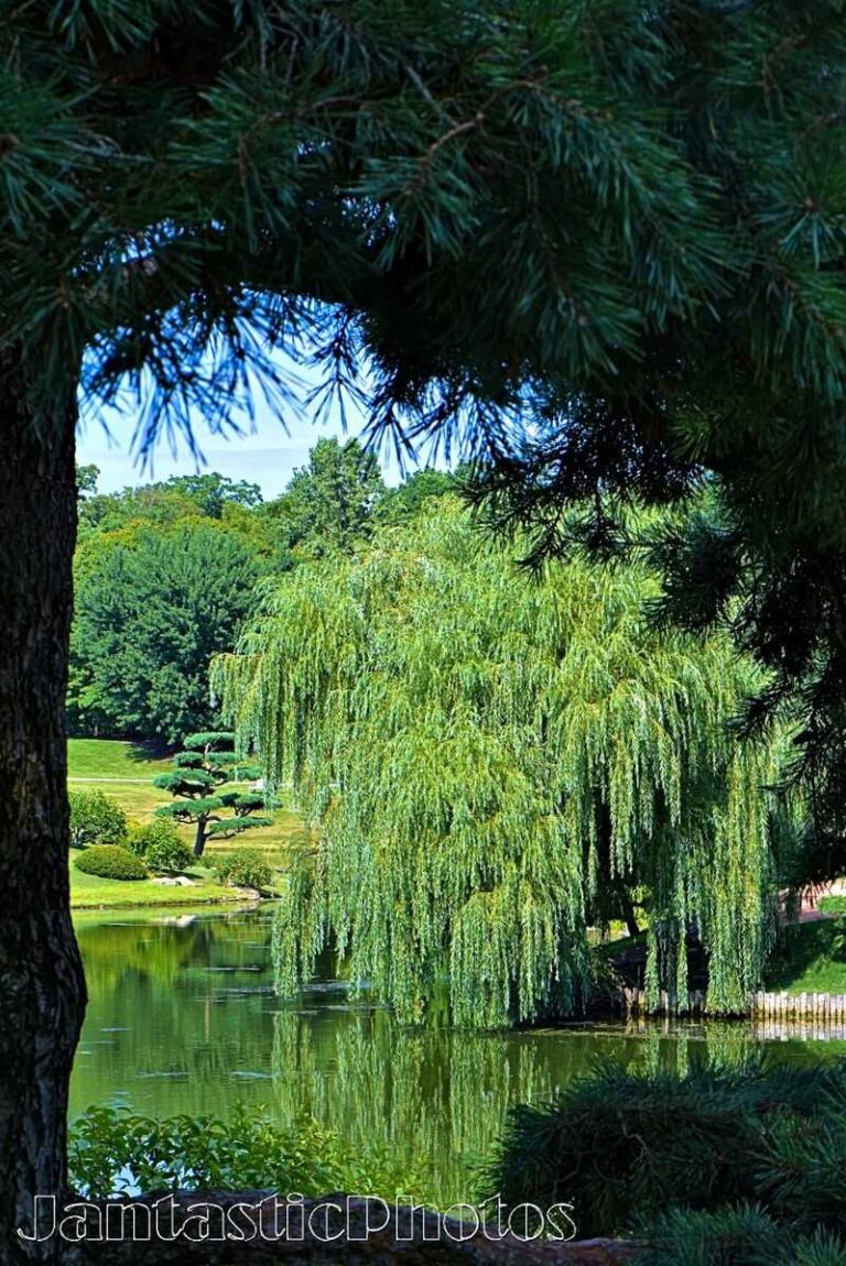 18 Beautiful Flowers and Trees That Define Persian Garden Design ...