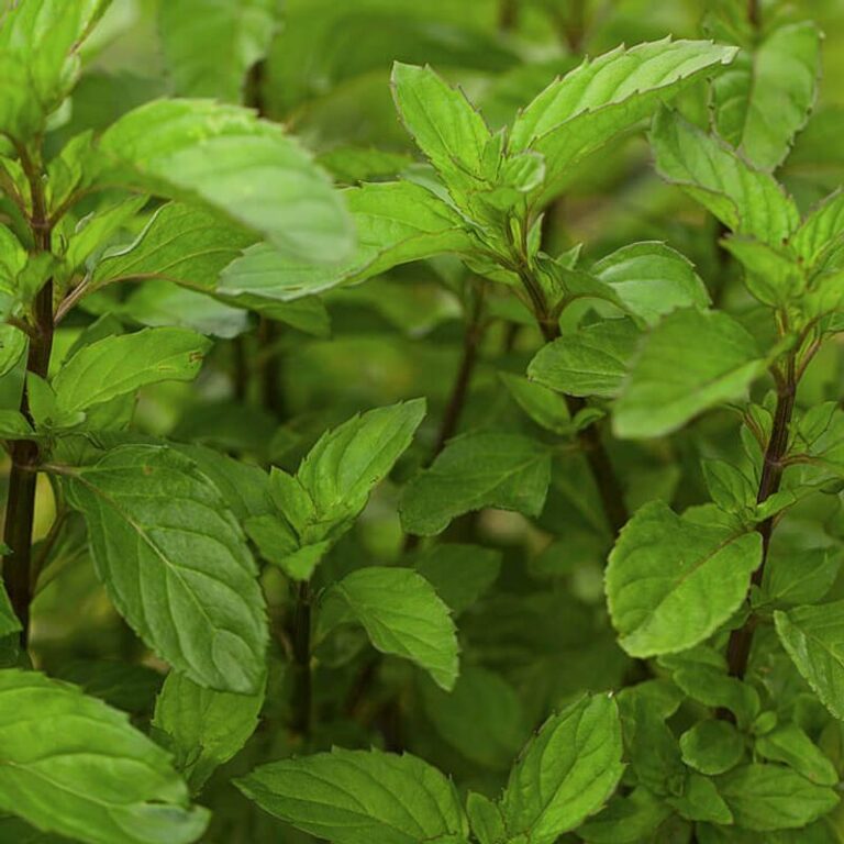 Grow Your Own Aromatherapy Garden: 17 Plants Proven to Boost Your Mood ...