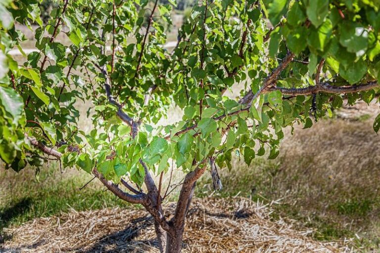 16 Reasons Your Fruit Trees Are Dropping Fruit—and How to Fix It for ...
