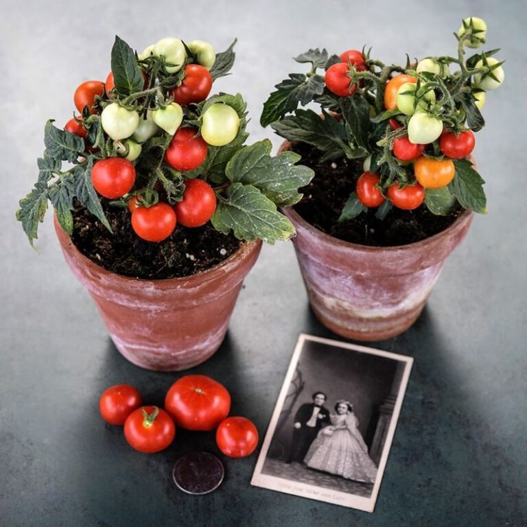 16 Dwarf Tomato Varieties That Thrive In Pots When Started Indoors (And ...