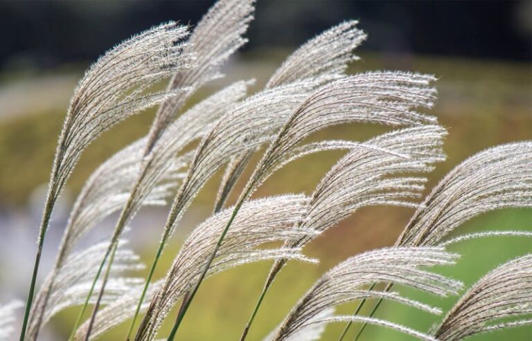 10 Invasive Ornamental Grasses To Avoid (And 10 That Behave Beautifully ...