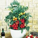 16 Dwarf Tomato Varieties That Thrive In Pots When Started Indoors (And ...