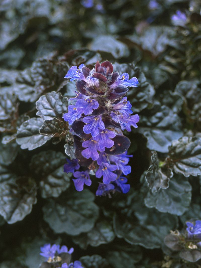 15 Dark Foliage Plants So Striking, You’ll Want to Rip Out Your Lawn ...