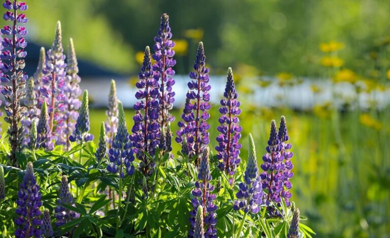 Plant These 25 Perennials Now for Bigger Blooms Next Year - Complete ...